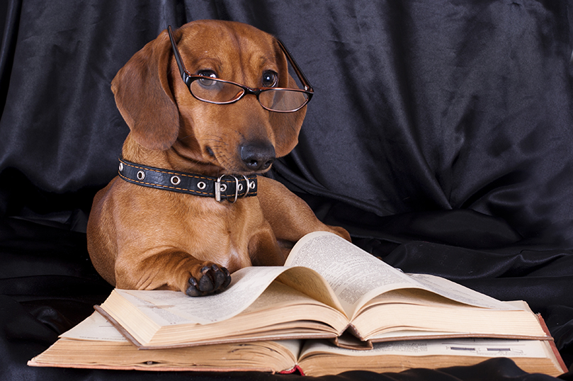 Which Literary Dog Are You?