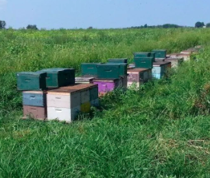 The Buzz on the 5 Best Beekeeping Farms in the World - Tor/Forge Blog
